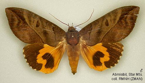 Papua Insects Foundation (Lepidoptera/Erebidae (Calpinae, Ophiderini ...
